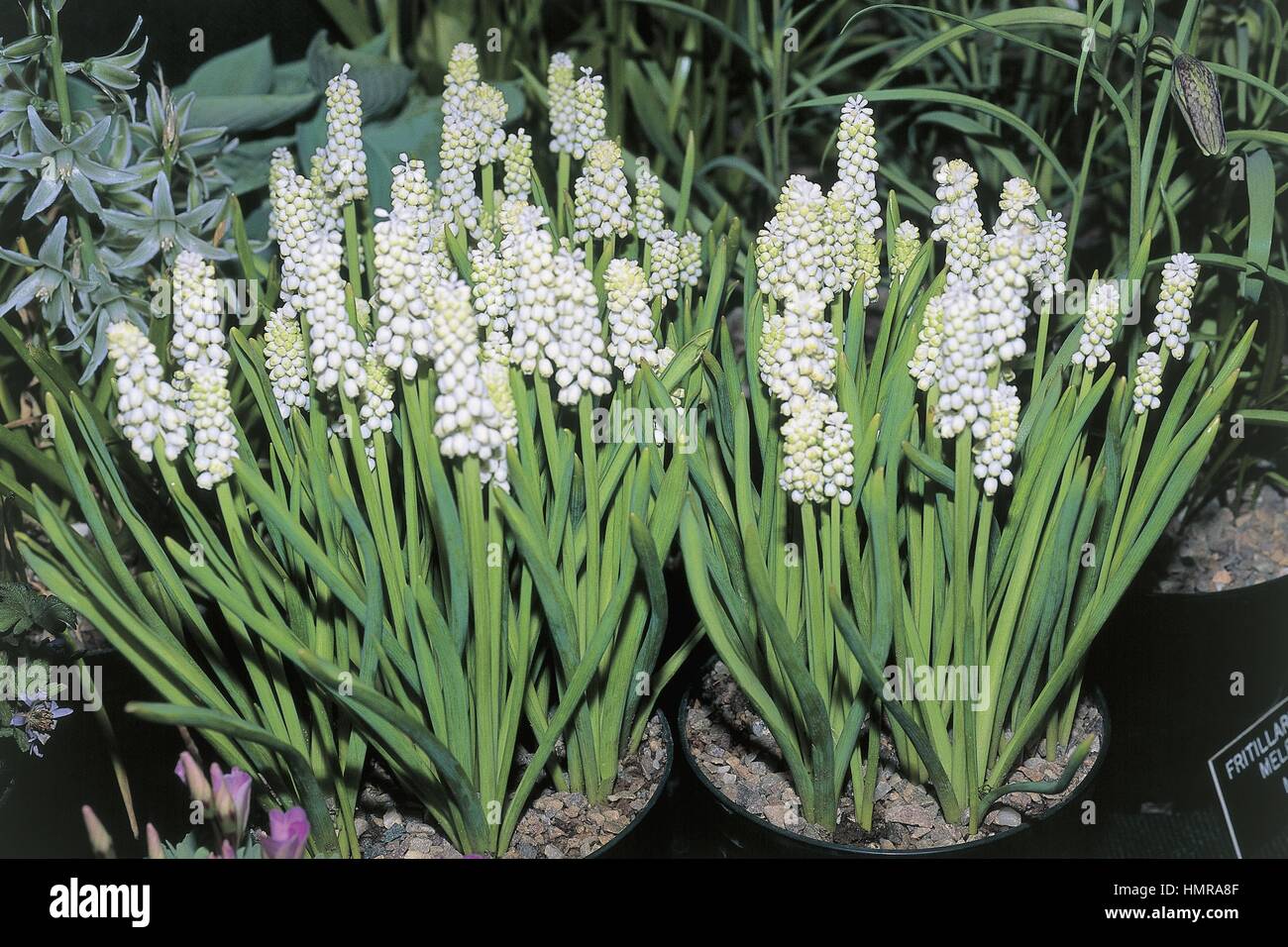 Botany - Liliaceae. Grape hyacinth (Muscari botryoides 'album' Stock ...