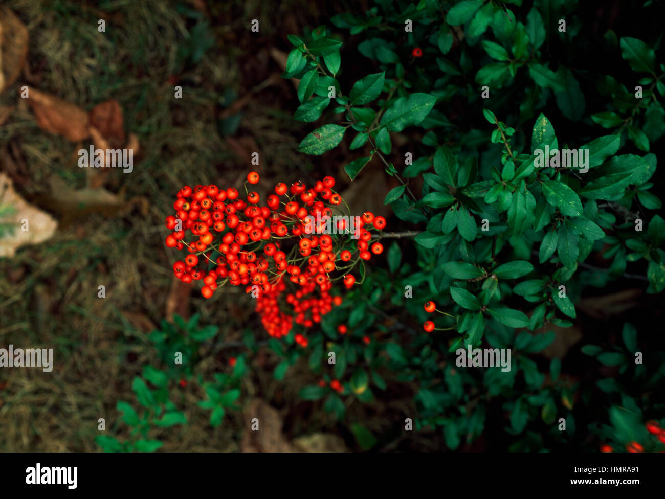 Pyrachanta coccinea royal hi-res stock photography and images - Alamy