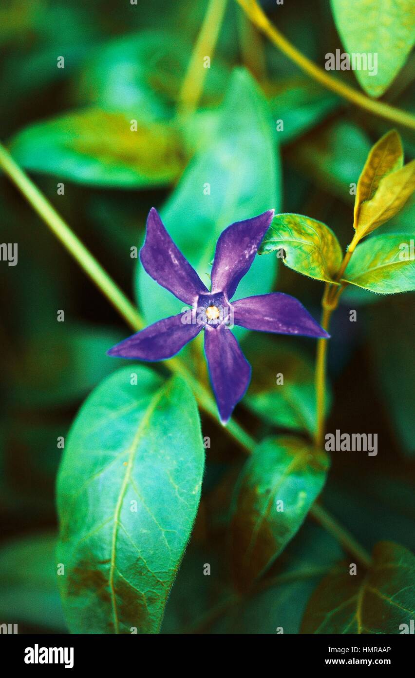 Greater periwinkle (Vinca major), Apocynaceae Stock Photo - Alamy