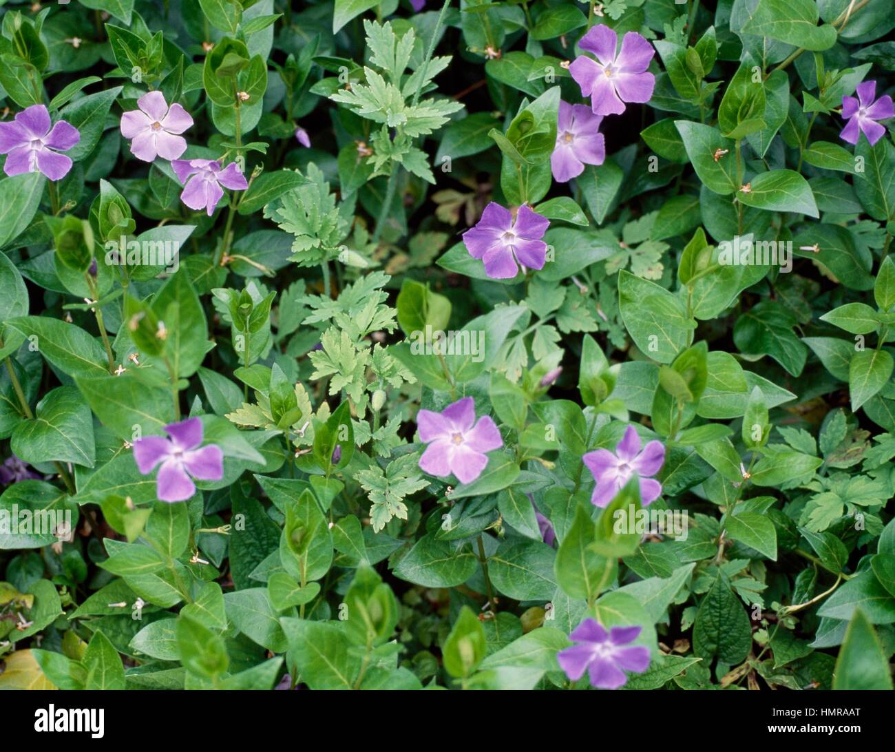 Greater periwinkle (Vinca major), Apocynaceae Stock Photo - Alamy