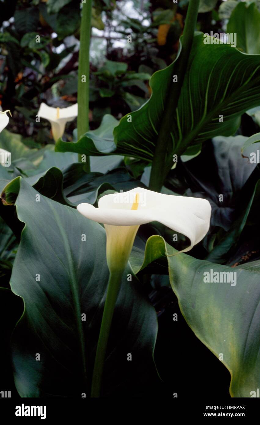 Calla lily or Arum lily (Zantedeschia aethiopica), Araceae Stock Photo ...