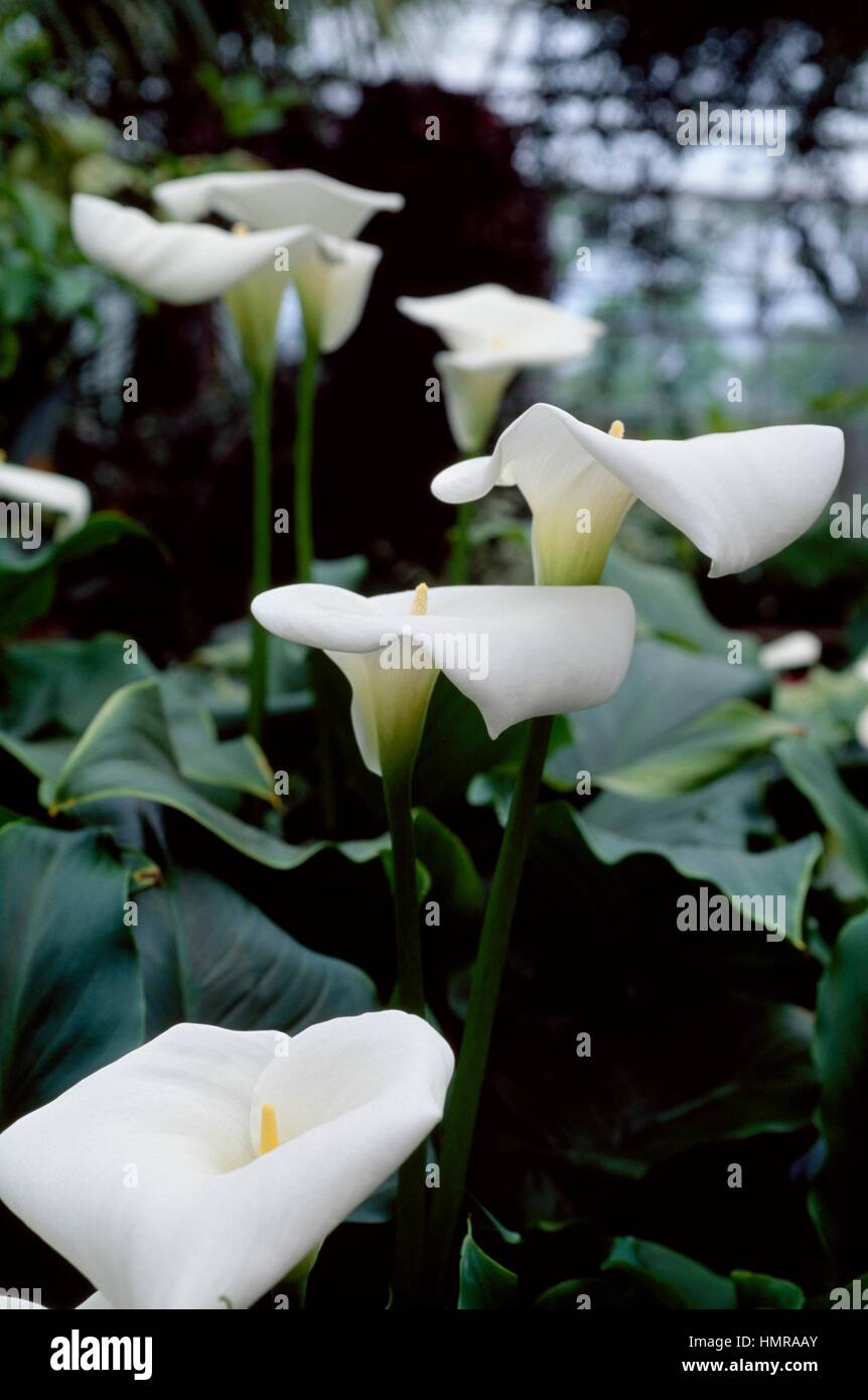 Calla lily or Arum lily (Zantedeschia aethiopica), Araceae Stock Photo ...