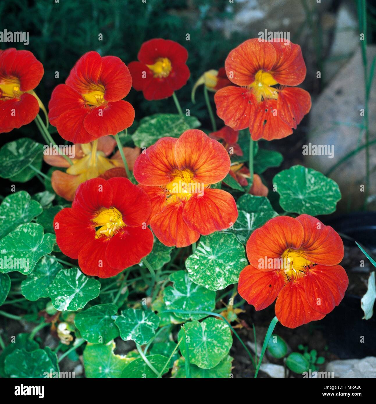 Garden Nasturtium (Tropaeolum majus), Tropaeolaceae Stock Photo - Alamy