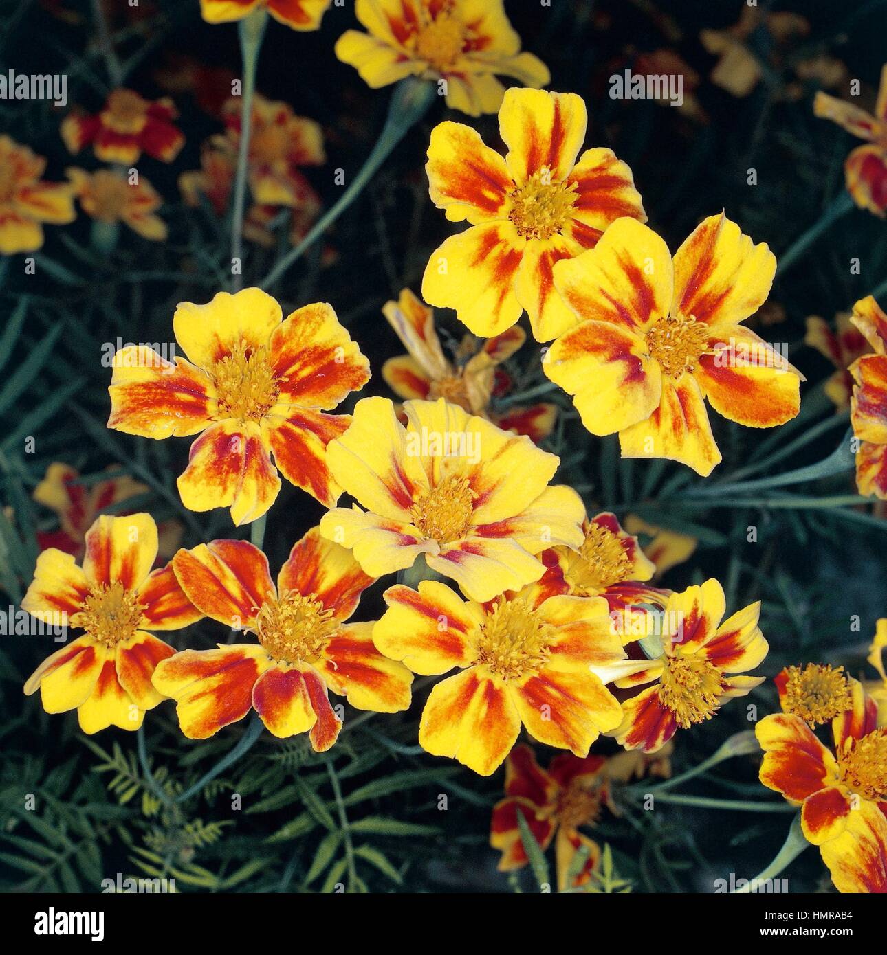 Marigold tagetes tenuifolia starfire hi-res stock photography and ...
