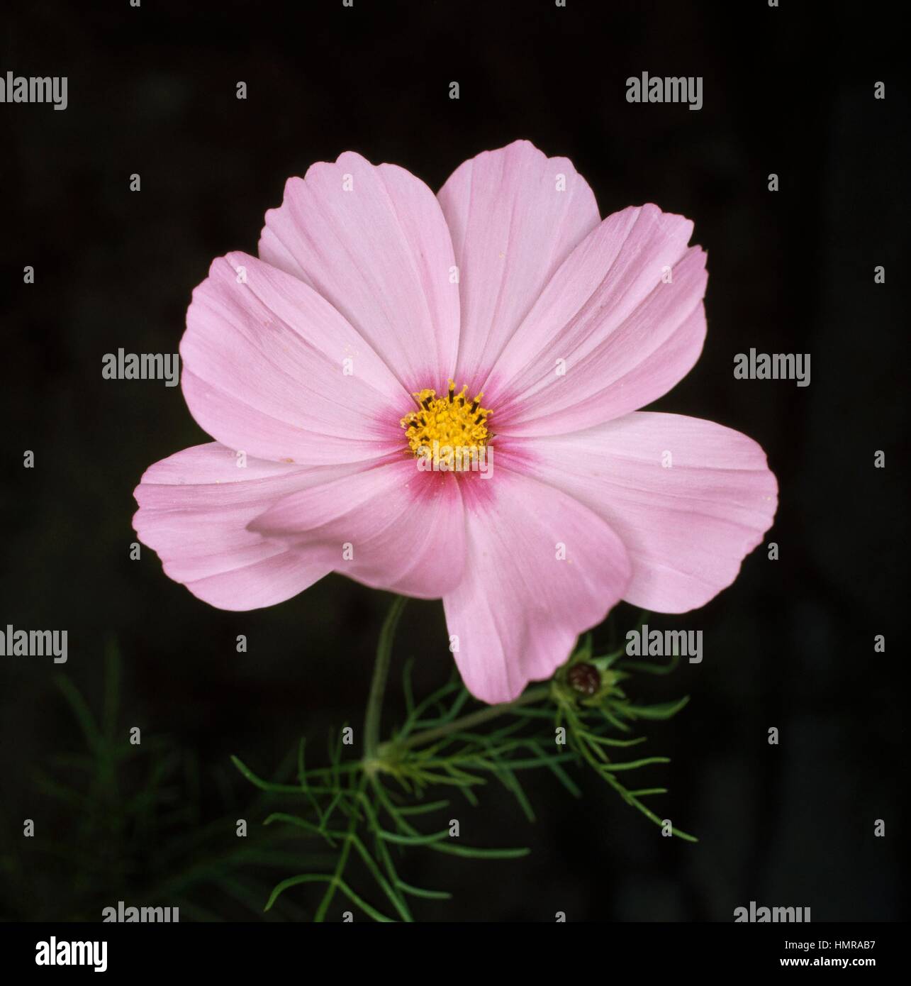 Garden cosmos or Mexican aster (Cosmos bipinnatus), Asteraceae Stock ...
