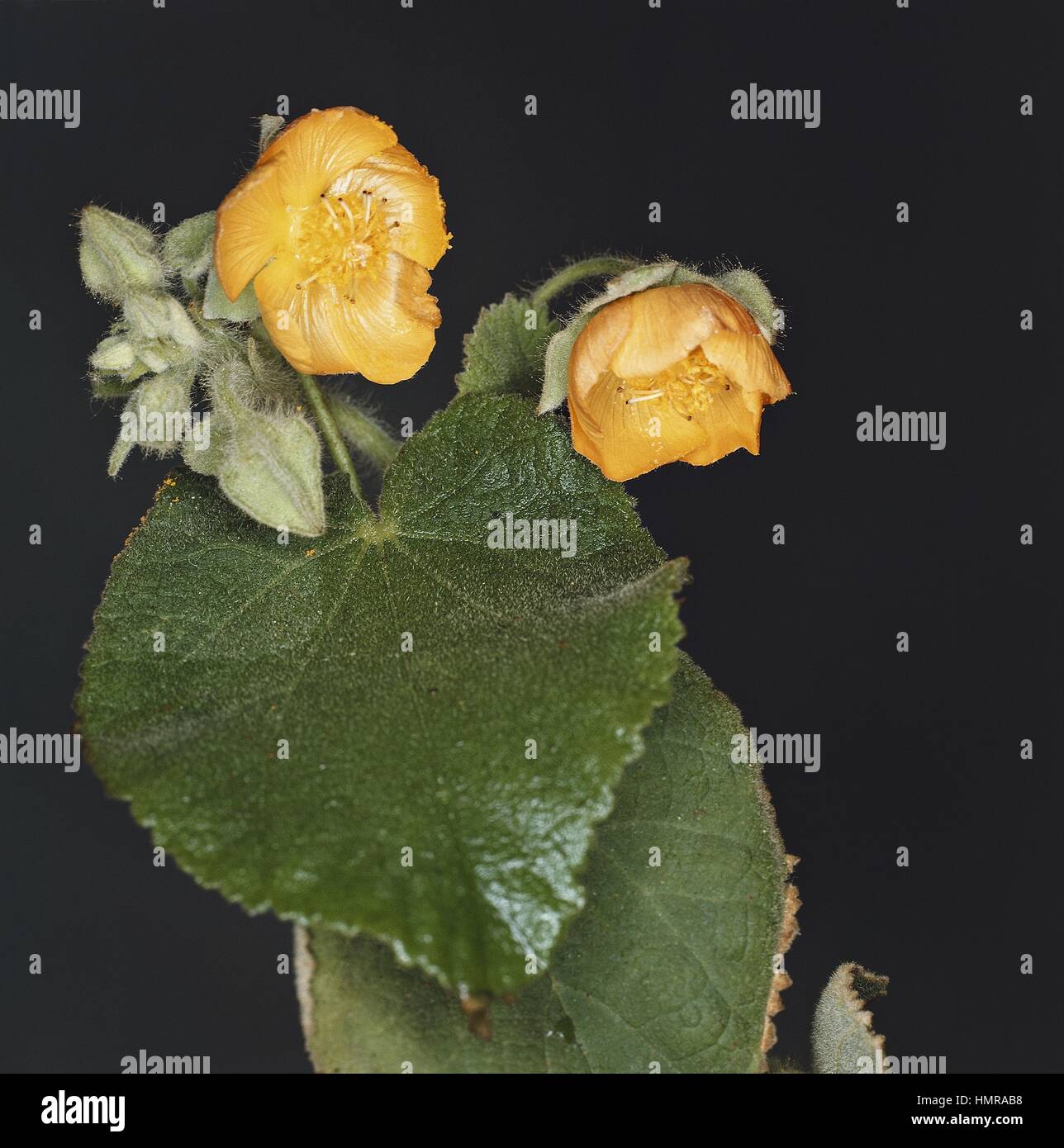 Florida keys indian mallow hi-res stock photography and images - Alamy