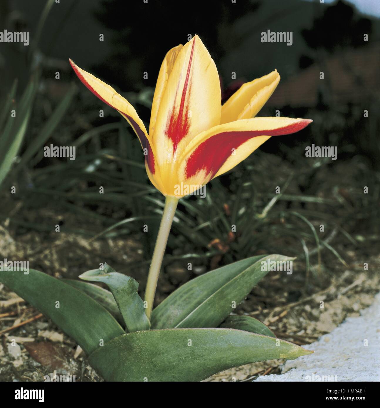 Botany - Liliaceae. Water-lily tulip Stresa (Tulipa kaufmanniana Stock ...