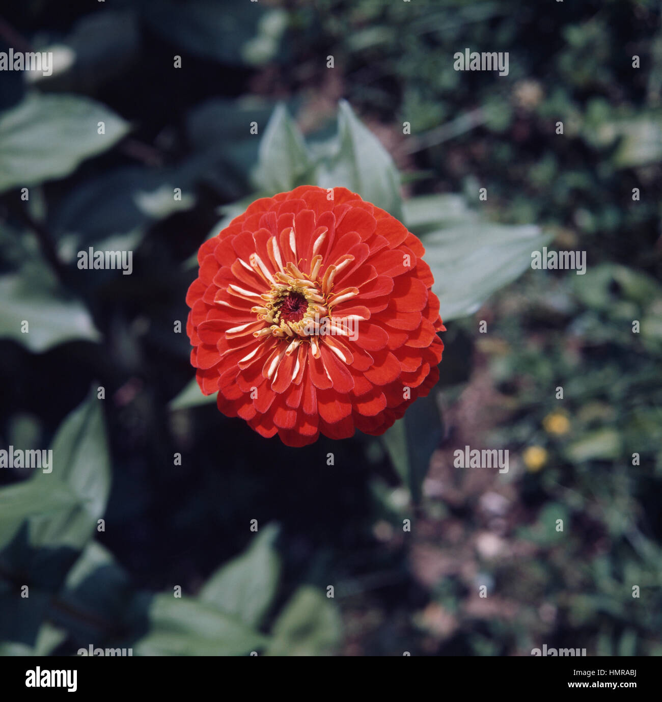 Zinnia zinnia sp hi-res stock photography and images - Alamy