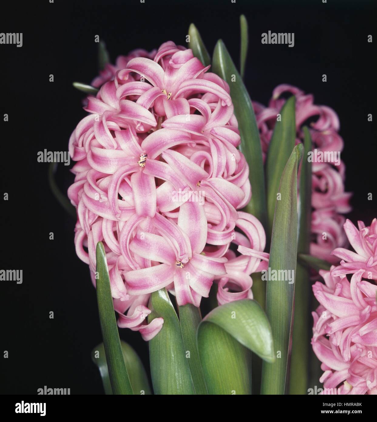 Hyacinth (Hyacinthus orientalis hybrid), Hyacinthaceae Stock Photo - Alamy
