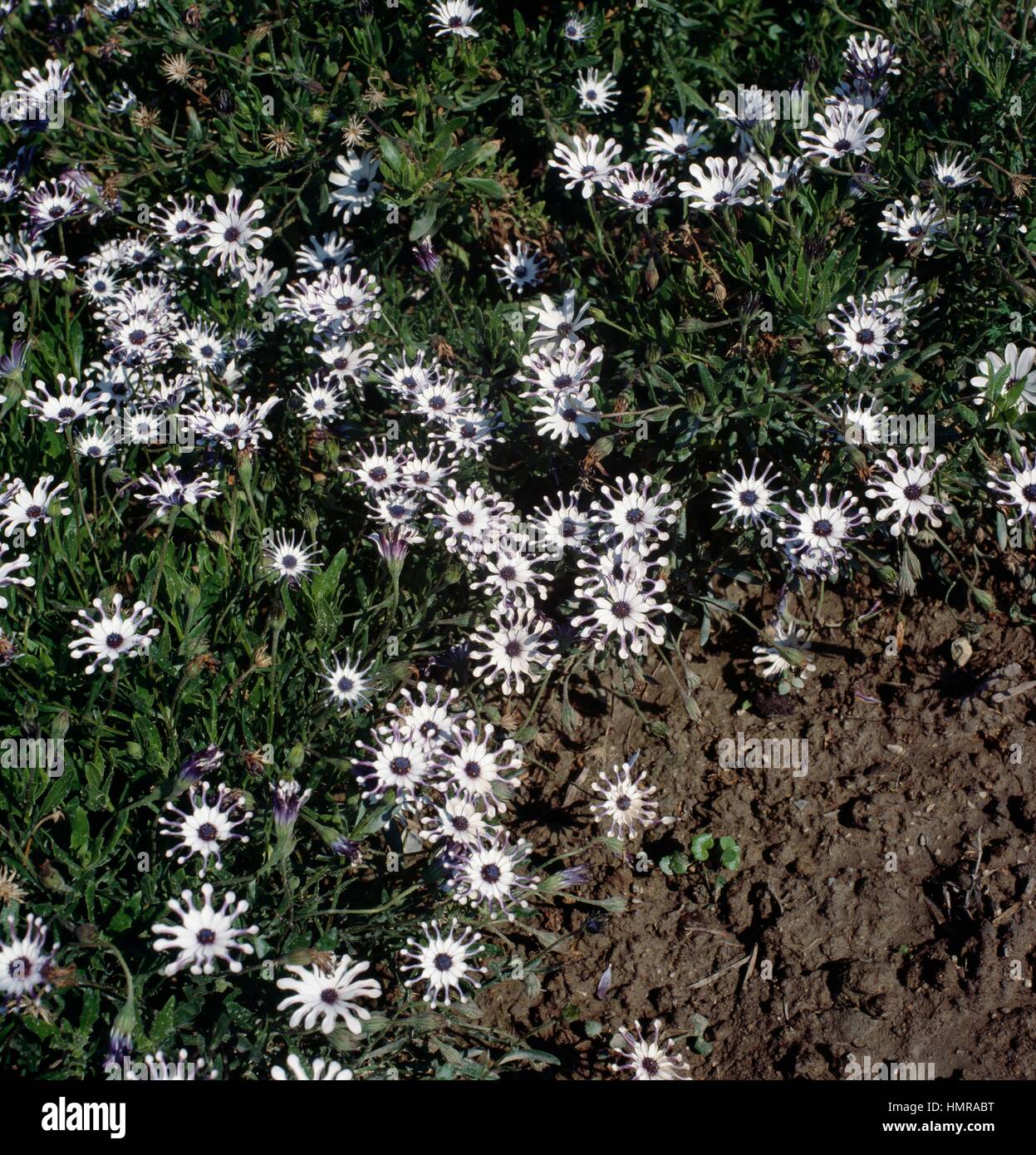 Marguerite image hi-res stock photography and images - Alamy