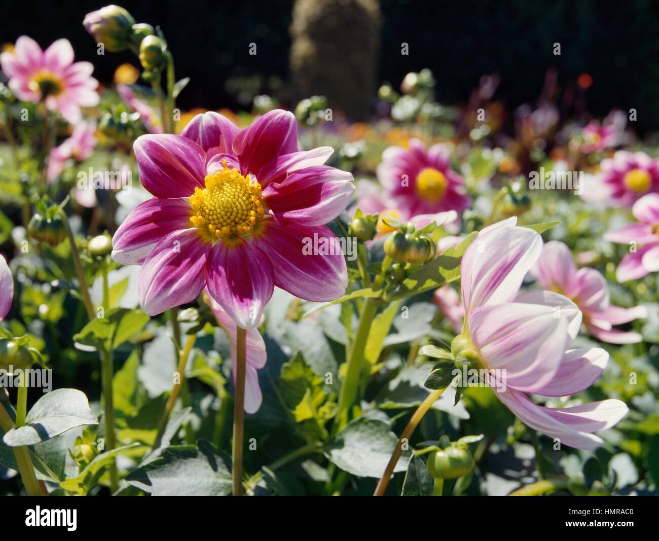 Dwarf Dahlia (Dahlia Rutilant), Asteraceae Stock Photo - Alamy
