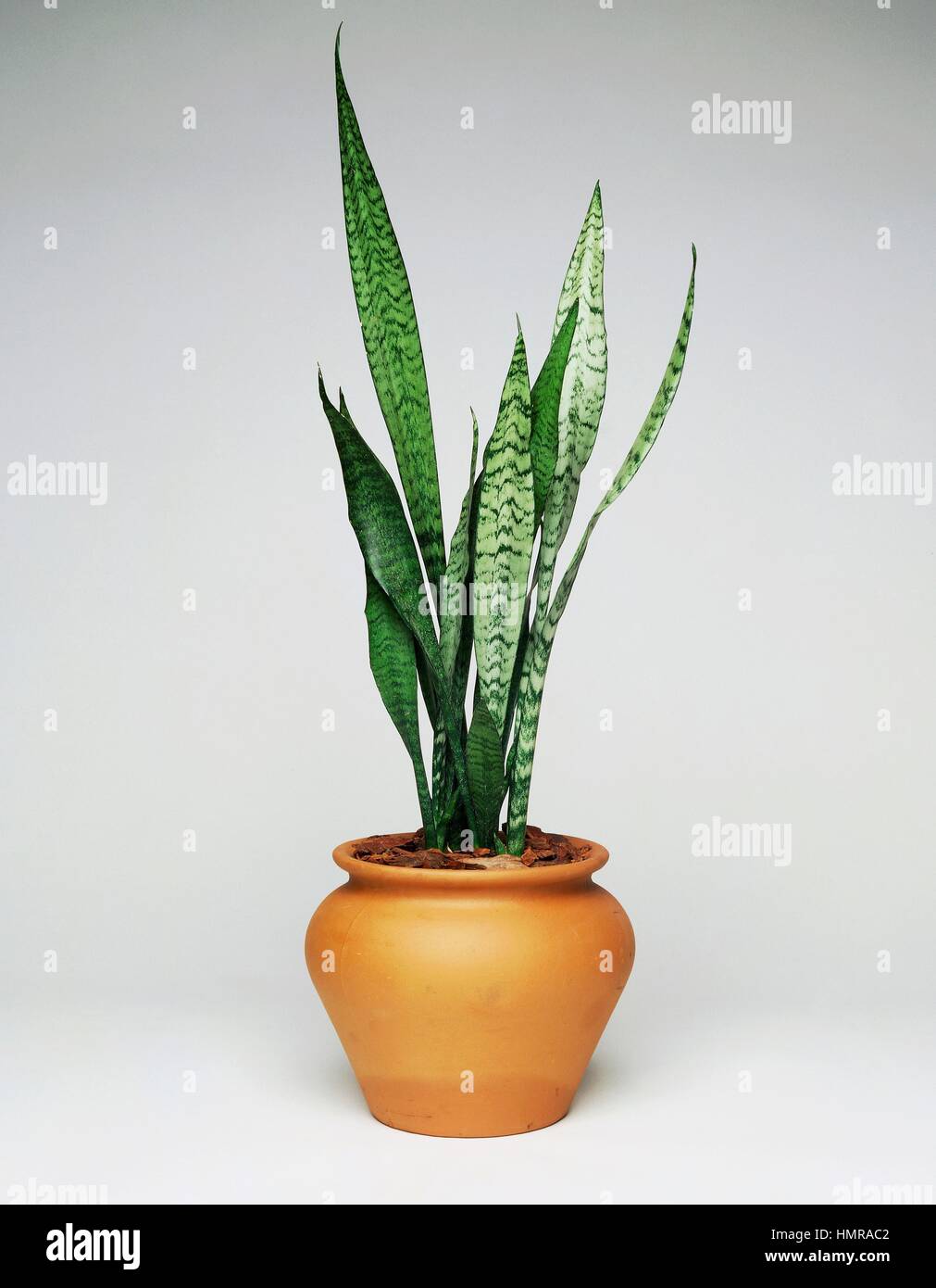 Ife sansevieria or African bowstring hemp (Sansevieria cylindrica ...