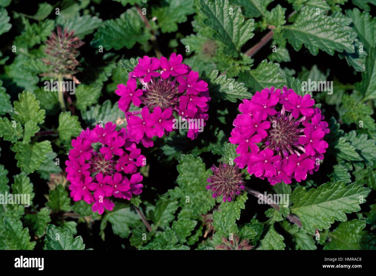 Hybrid of Vervain (Verbena sp), Verbenaceae Stock Photo - Alamy