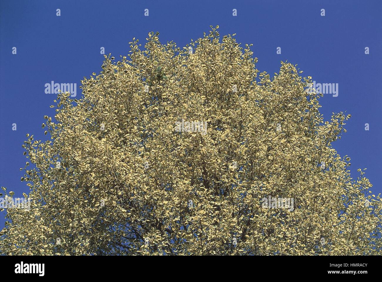 Botany - Trees - Magnoliaceae. Tuliptree (Liriodendron tulipifera Stock ...