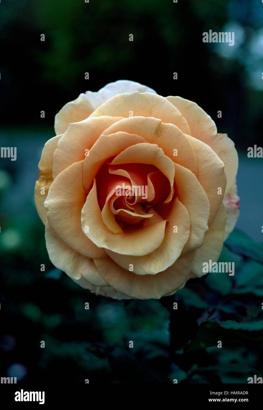 Brandy rose hi-res stock photography and images - Alamy
