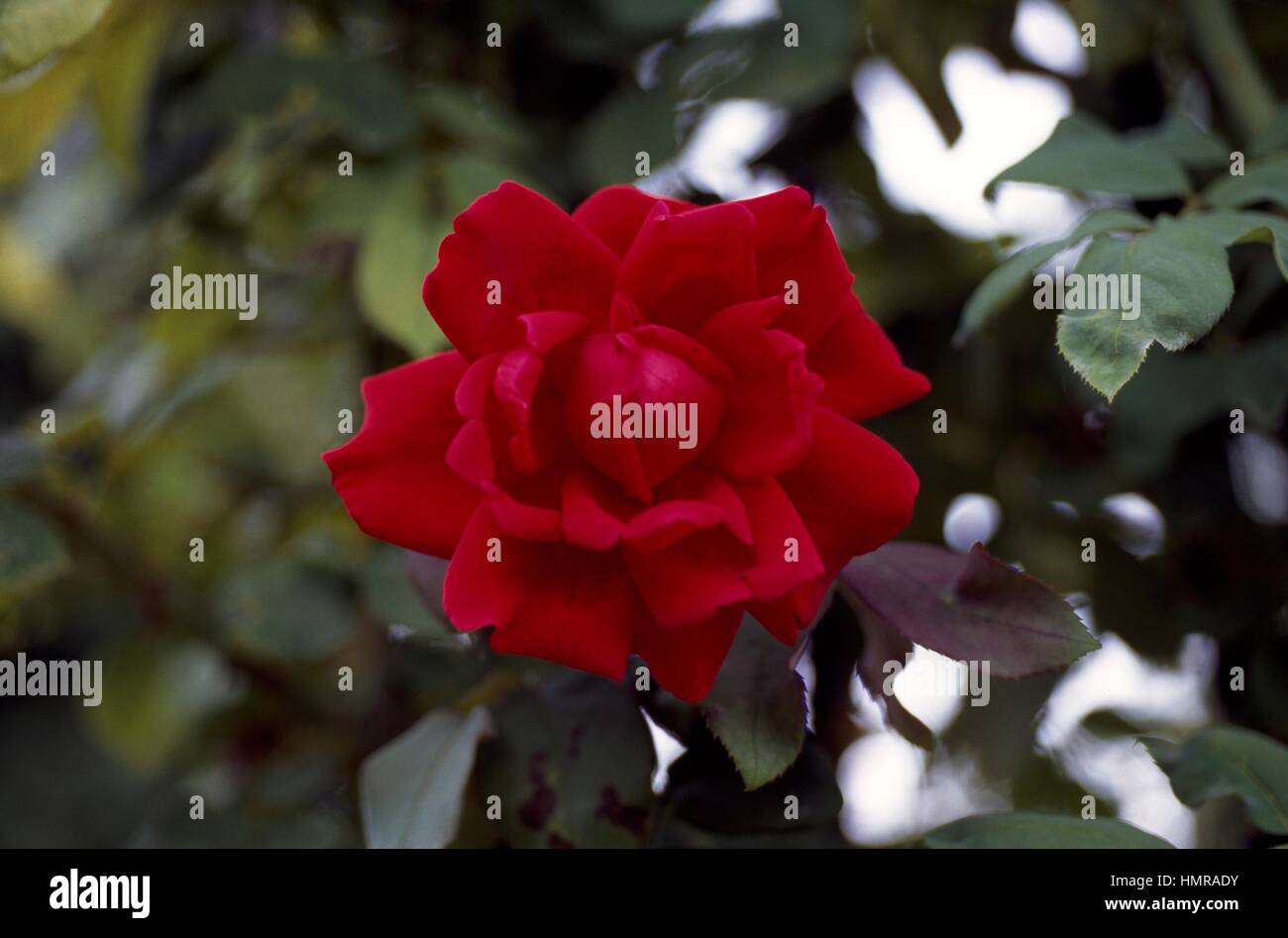 Crimson Glory Rose Bush