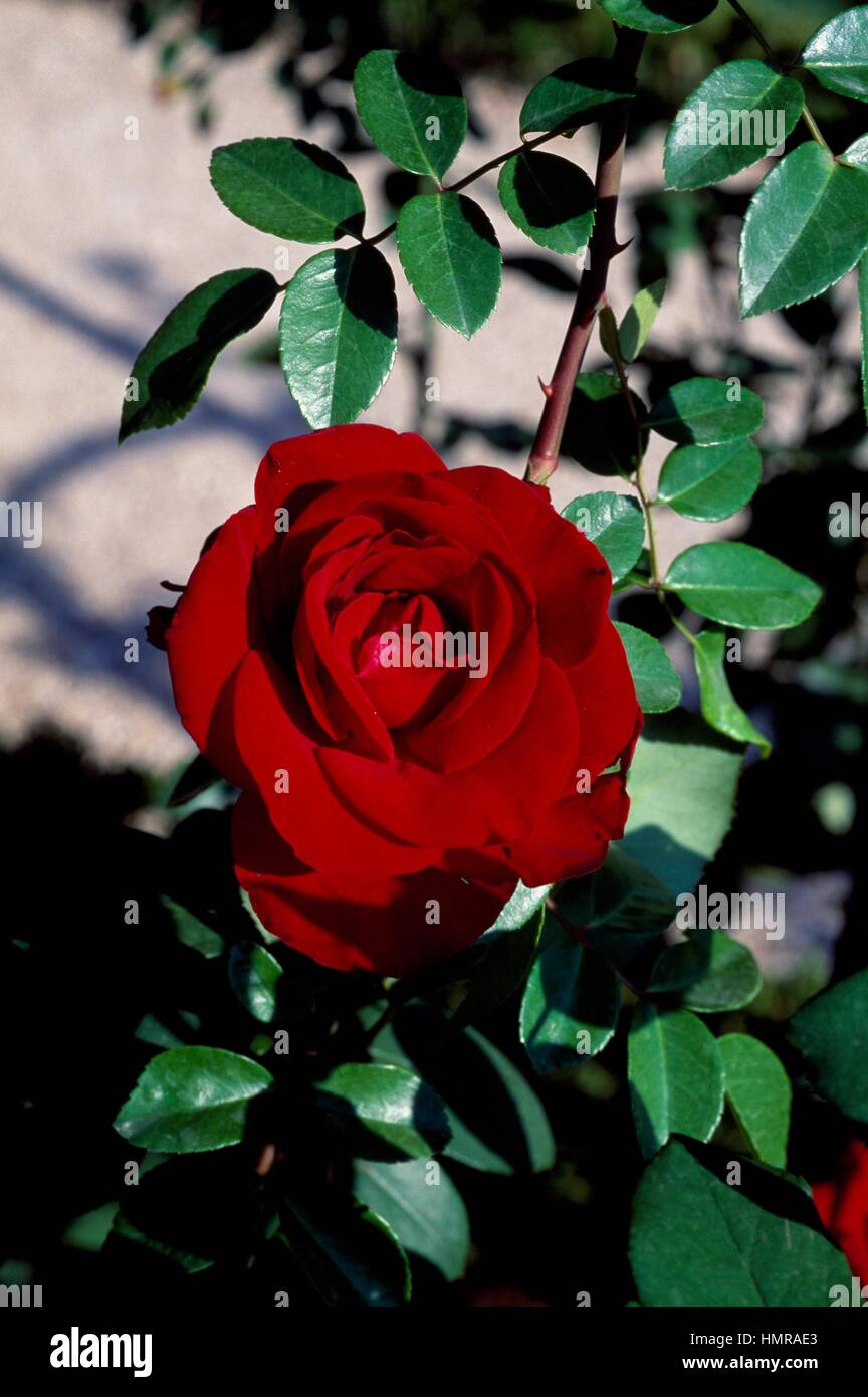 Bernard rose hi-res stock photography and images - Alamy