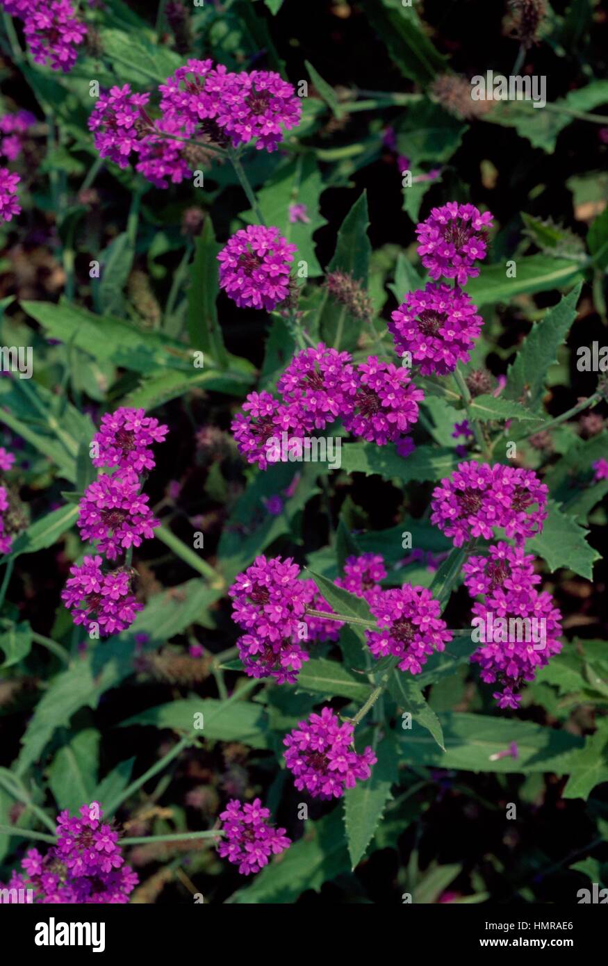 Tuberous Vervain (Verbena rigida), Verbenaceae Stock Photo - Alamy