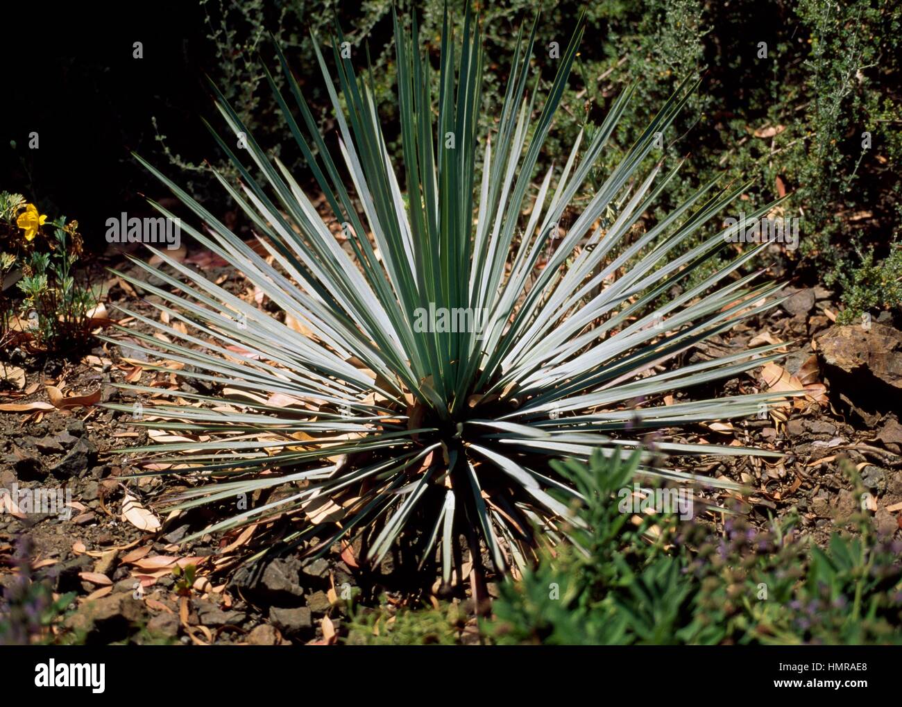 Chaparral Yucca (Hesperoyucca whipplei or Yucca whipplei), Asparagaceae ...