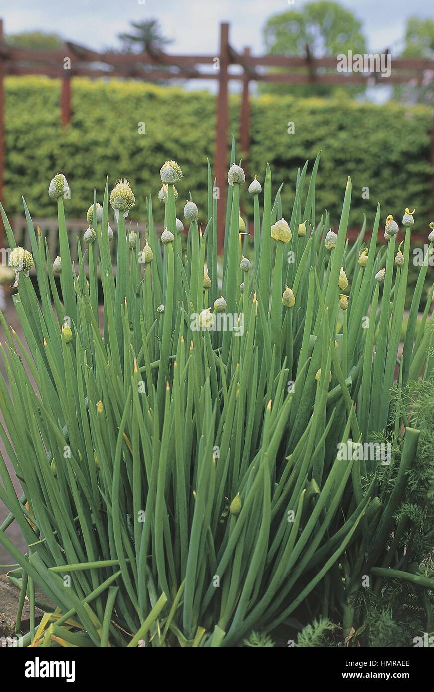Botany - Liliaceae. Welsh onion (Allium fistulosum Stock Photo - Alamy