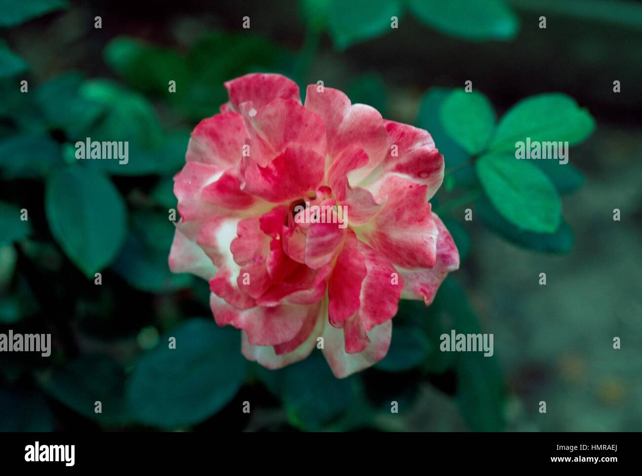 Rose (Rosa Santa Catalina), Rosaceae Stock Photo - Alamy