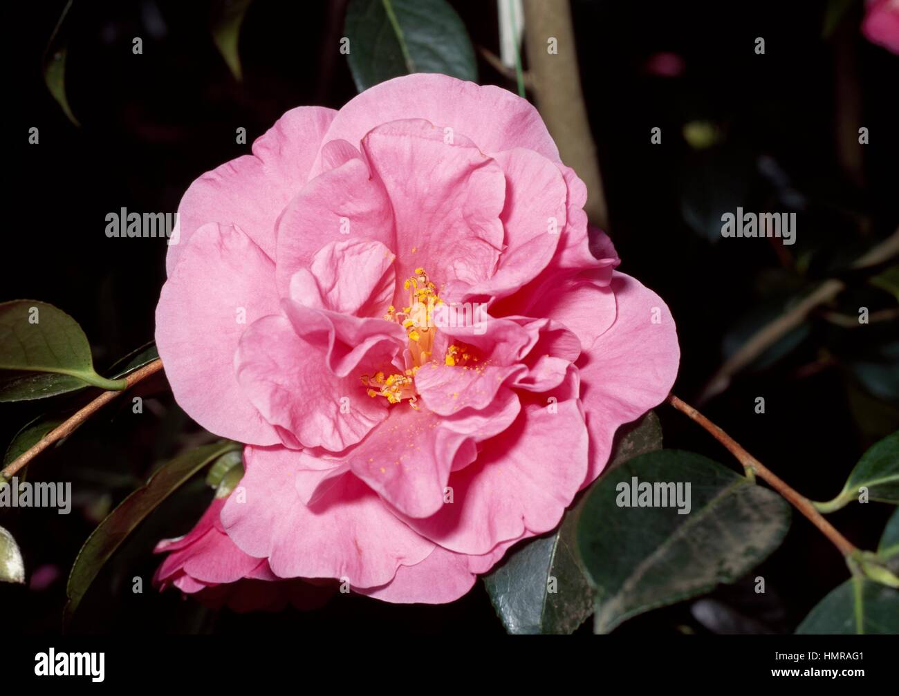 Camellia reticulata, Theaceae Stock Photo - Alamy