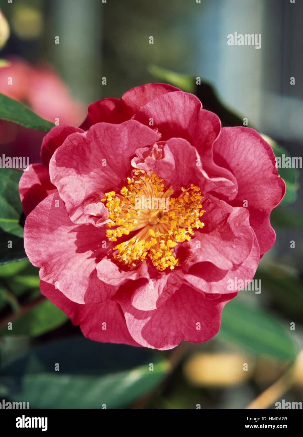 Camellia reticulata ‘francie l hi-res stock photography and images - Alamy
