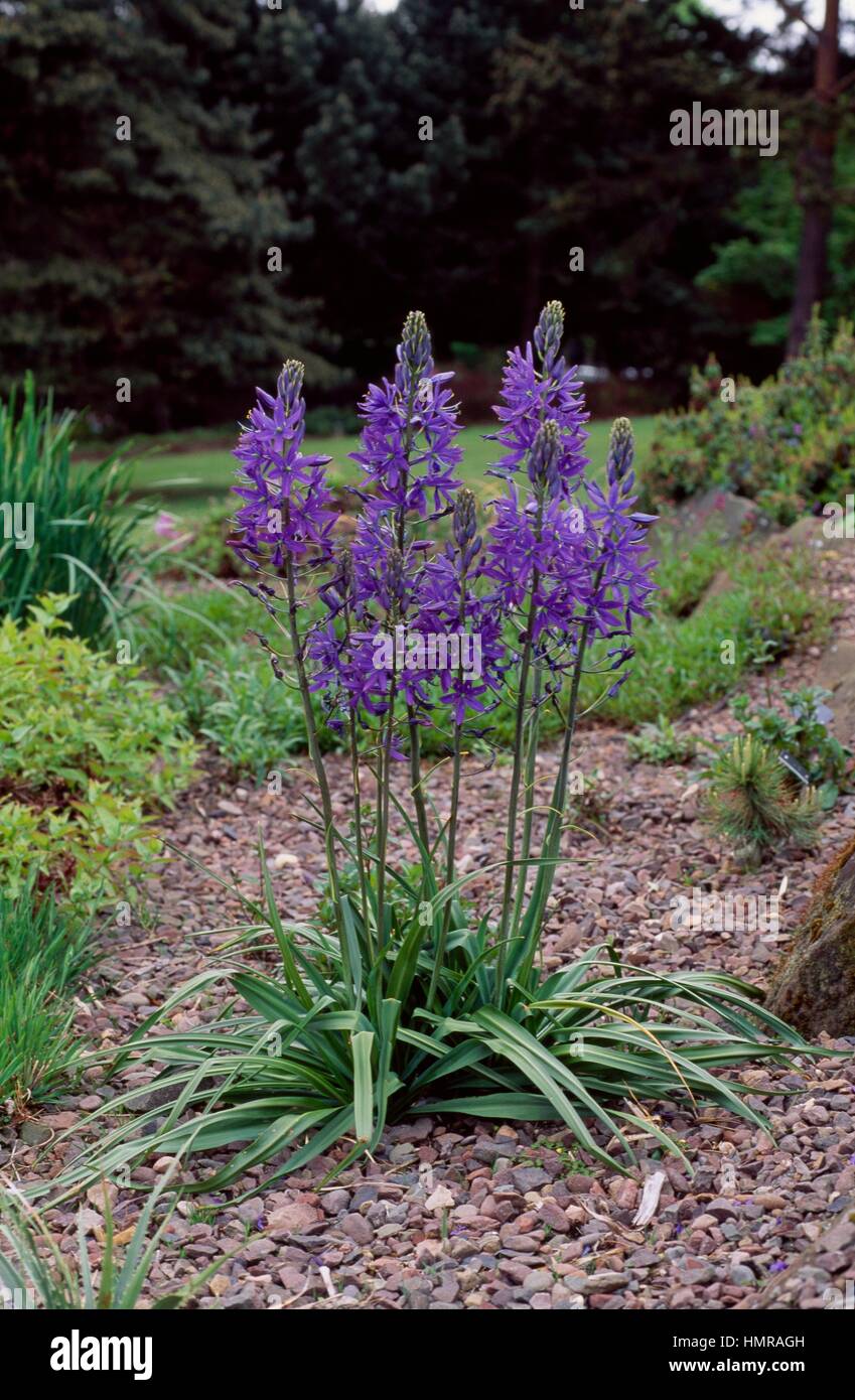 Camas, small camas (Camassia Quamash Varbrevifolia), Asparagaceae Stock ...