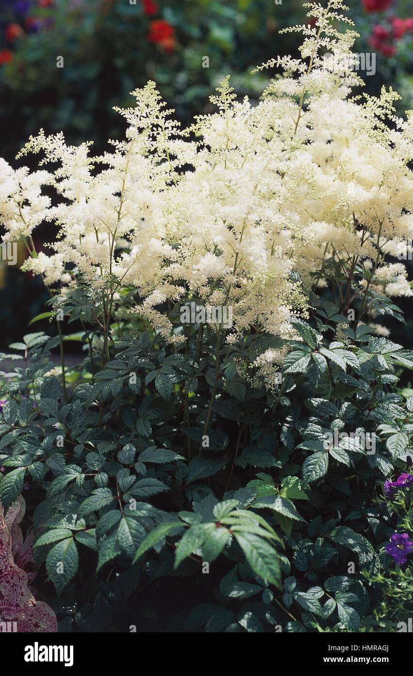 White Astilbe in bloom (Astilbe x arendsii), Saxifragaceae Stock Photo ...