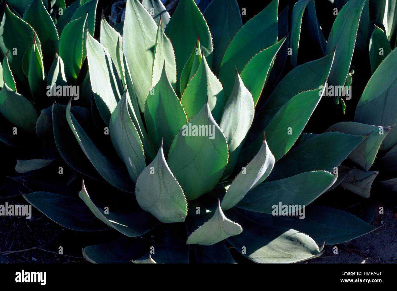 Agave or century plant (Agave sp), Agavaceae Stock Photo - Alamy