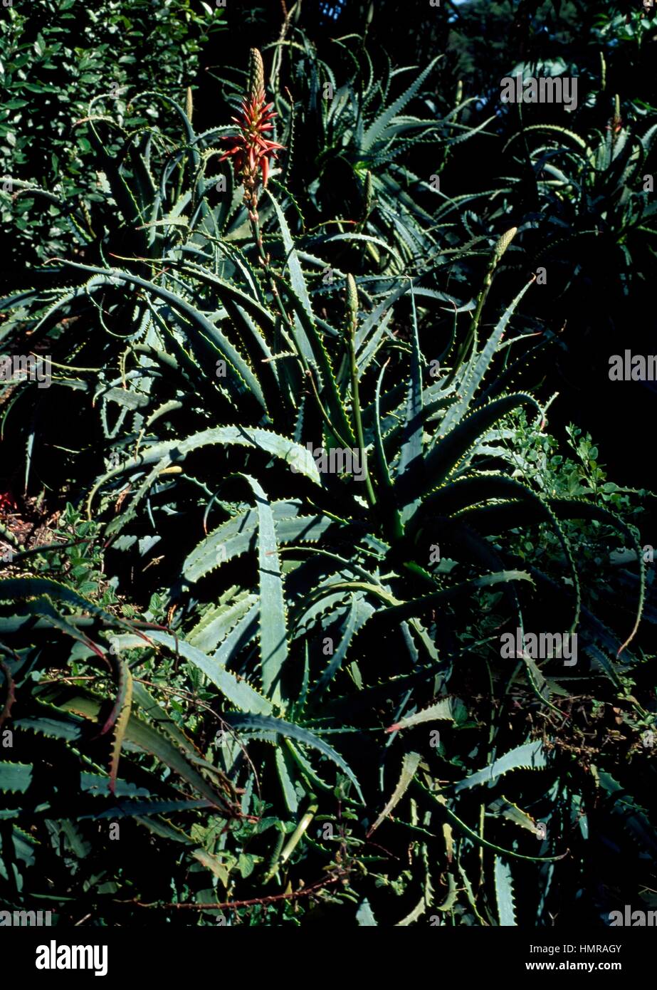 Krantz aloe (Aloe arborescens), Liliaceae Stock Photo - Alamy