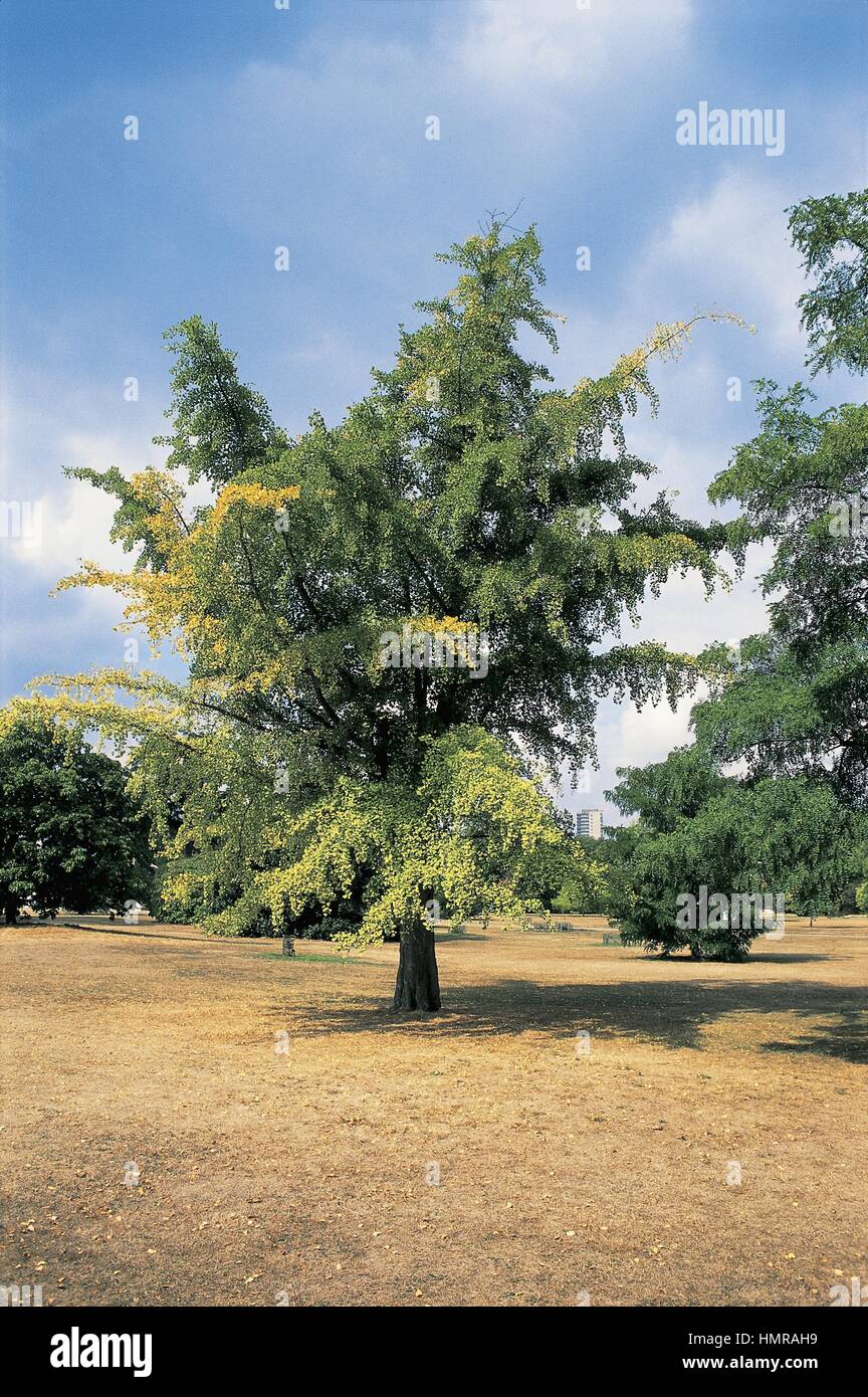 Botany - Trees - Ginkgoaceae. Maidenhair tree (Ginkgo biloba Stock ...