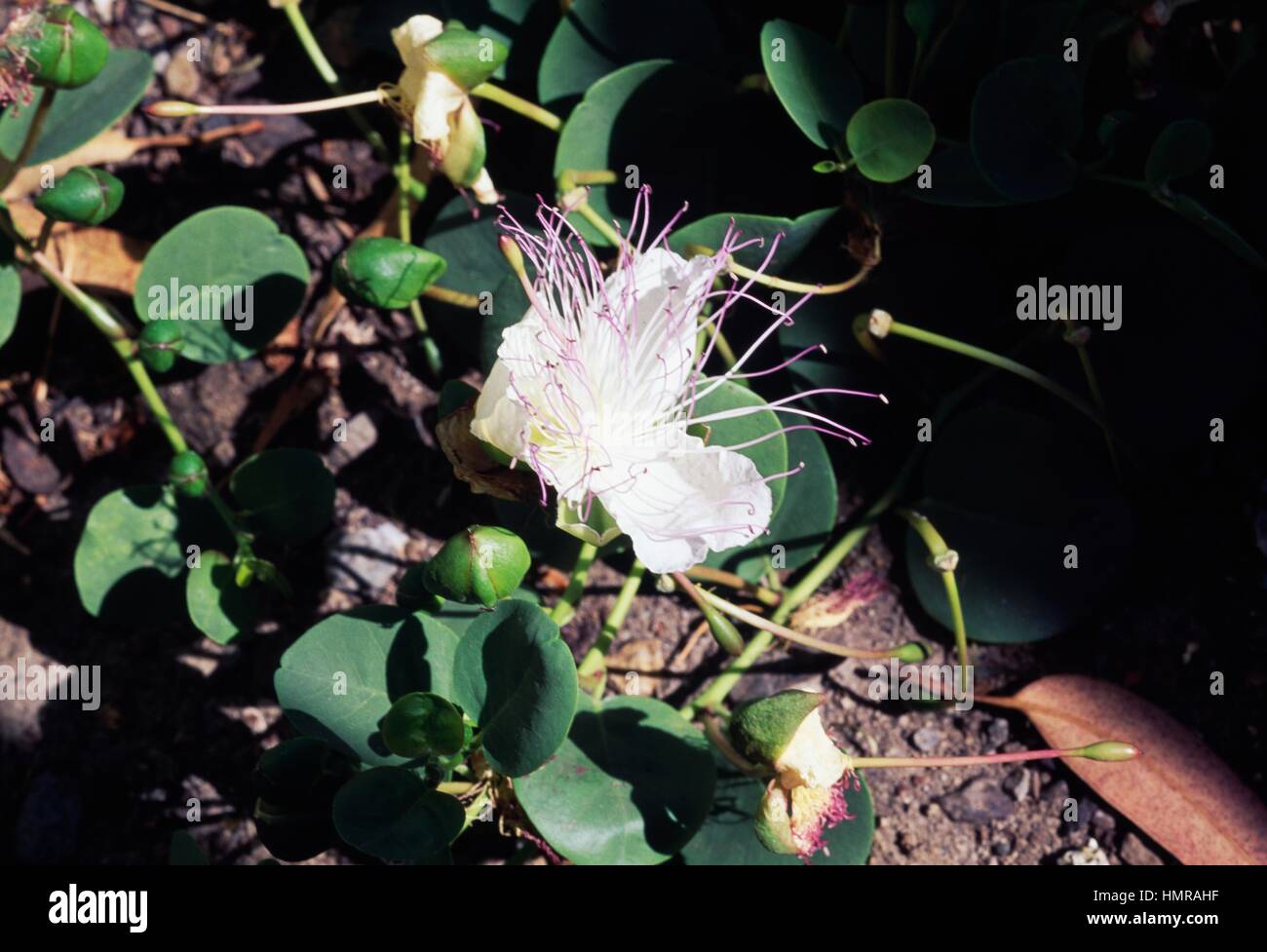 Caper flower (Capparis spinosa), Capparaceae Stock Photo - Alamy