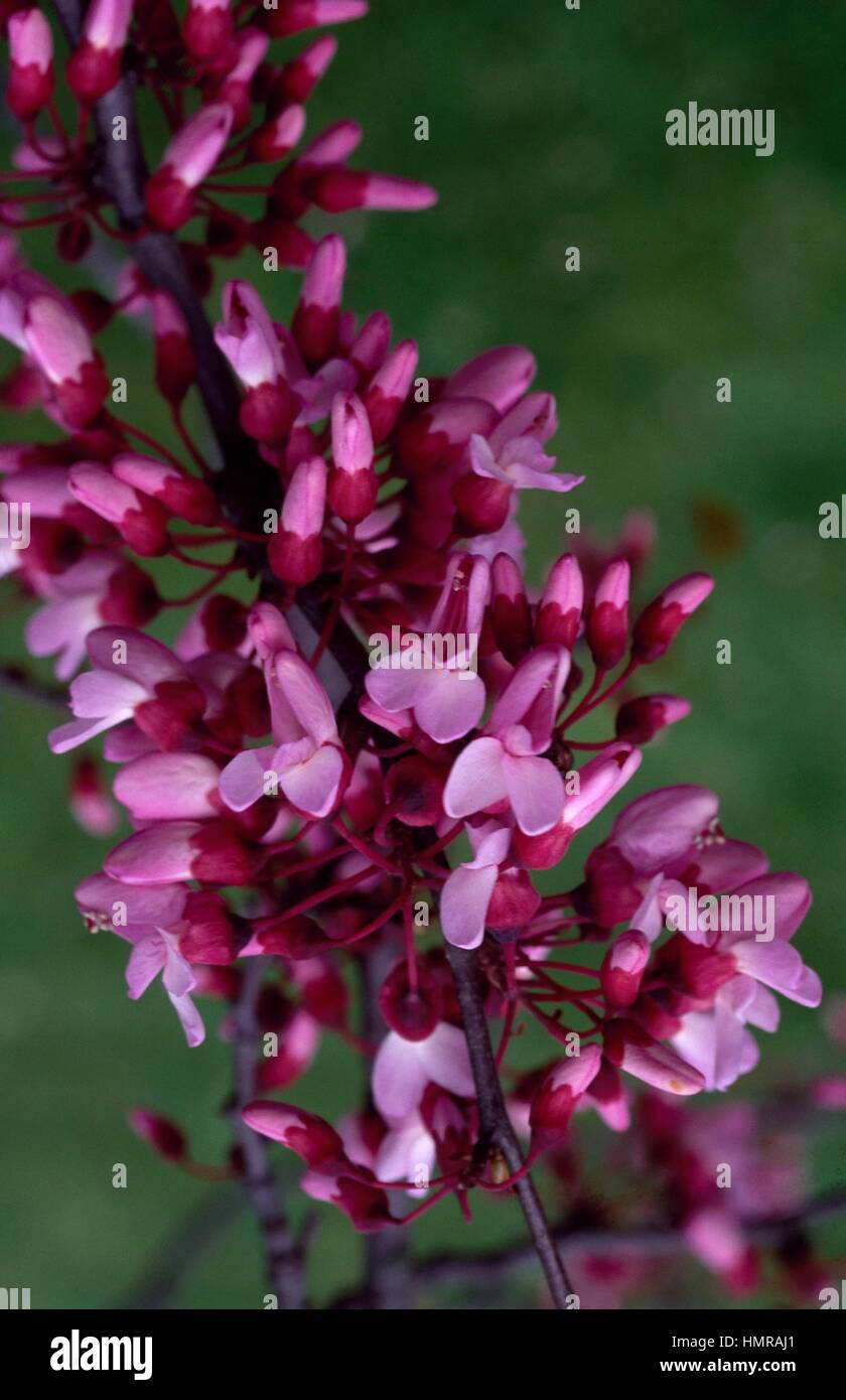 Chinese Redbud Flowers, Fabaceae-Leguminosae Stock Photo - Alamy