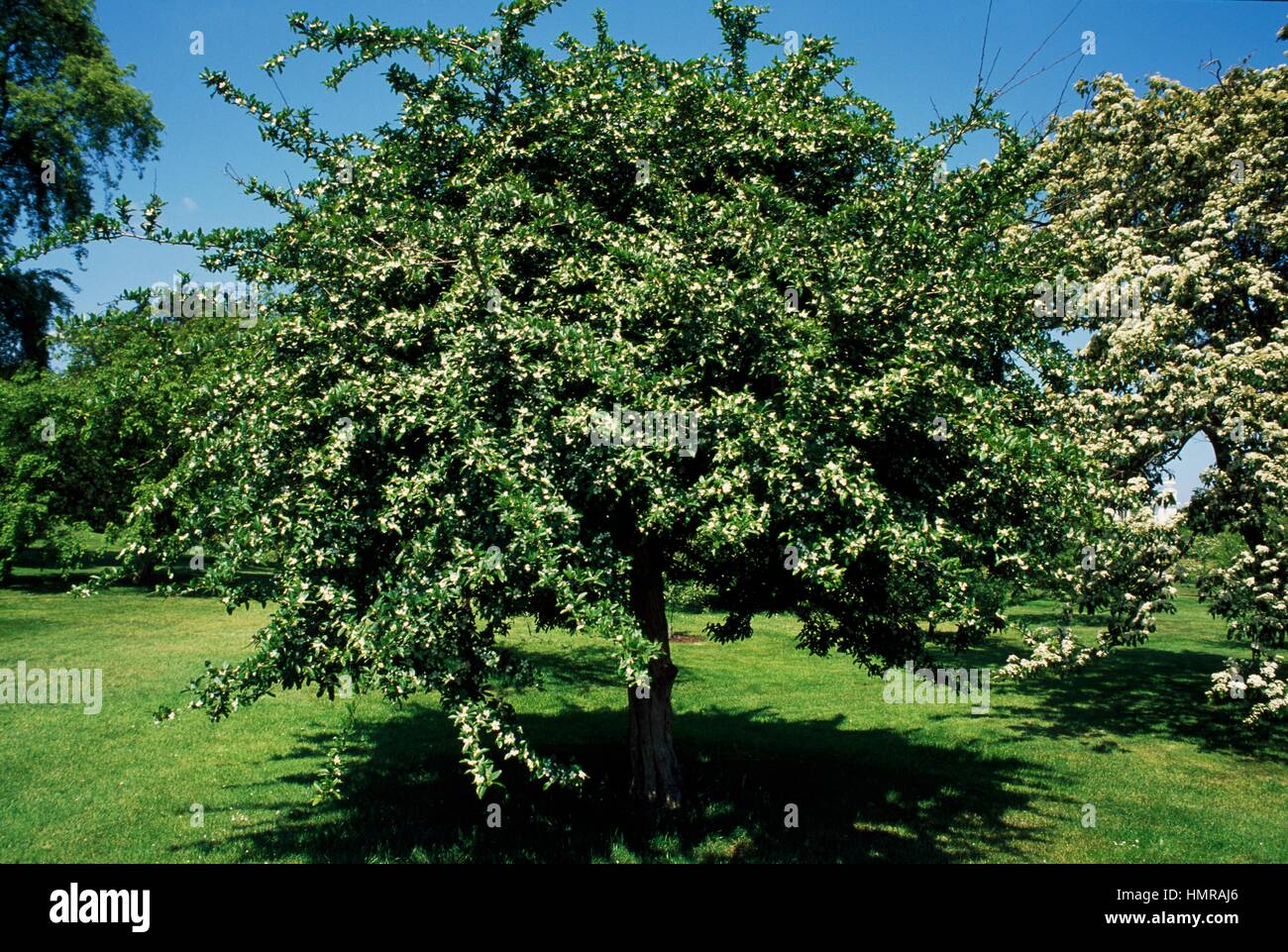 Common Medlar (Mespilus germanica), Rosaceae Stock Photo - Alamy
