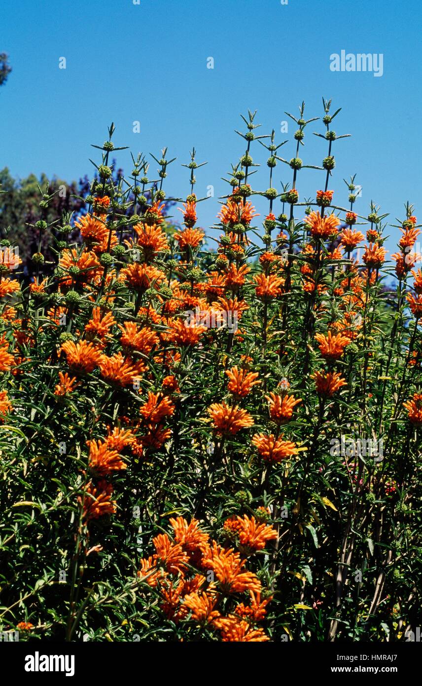 Lion's Ear (Leonotis leonurus), Lamiaceae Stock Photo - Alamy