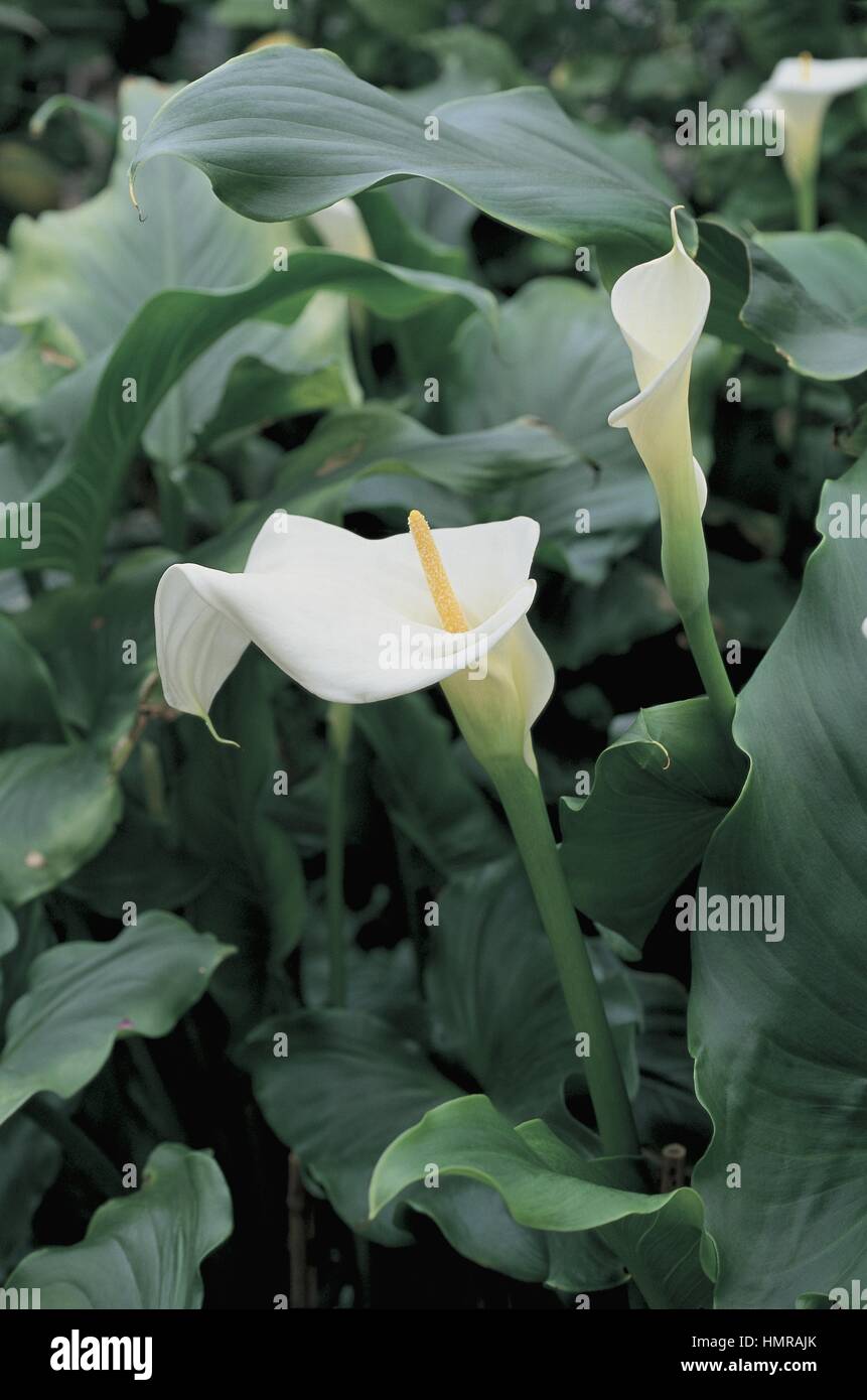 Botany - Araceae. Calla lily (Zantedeschia aethiopica Stock Photo - Alamy