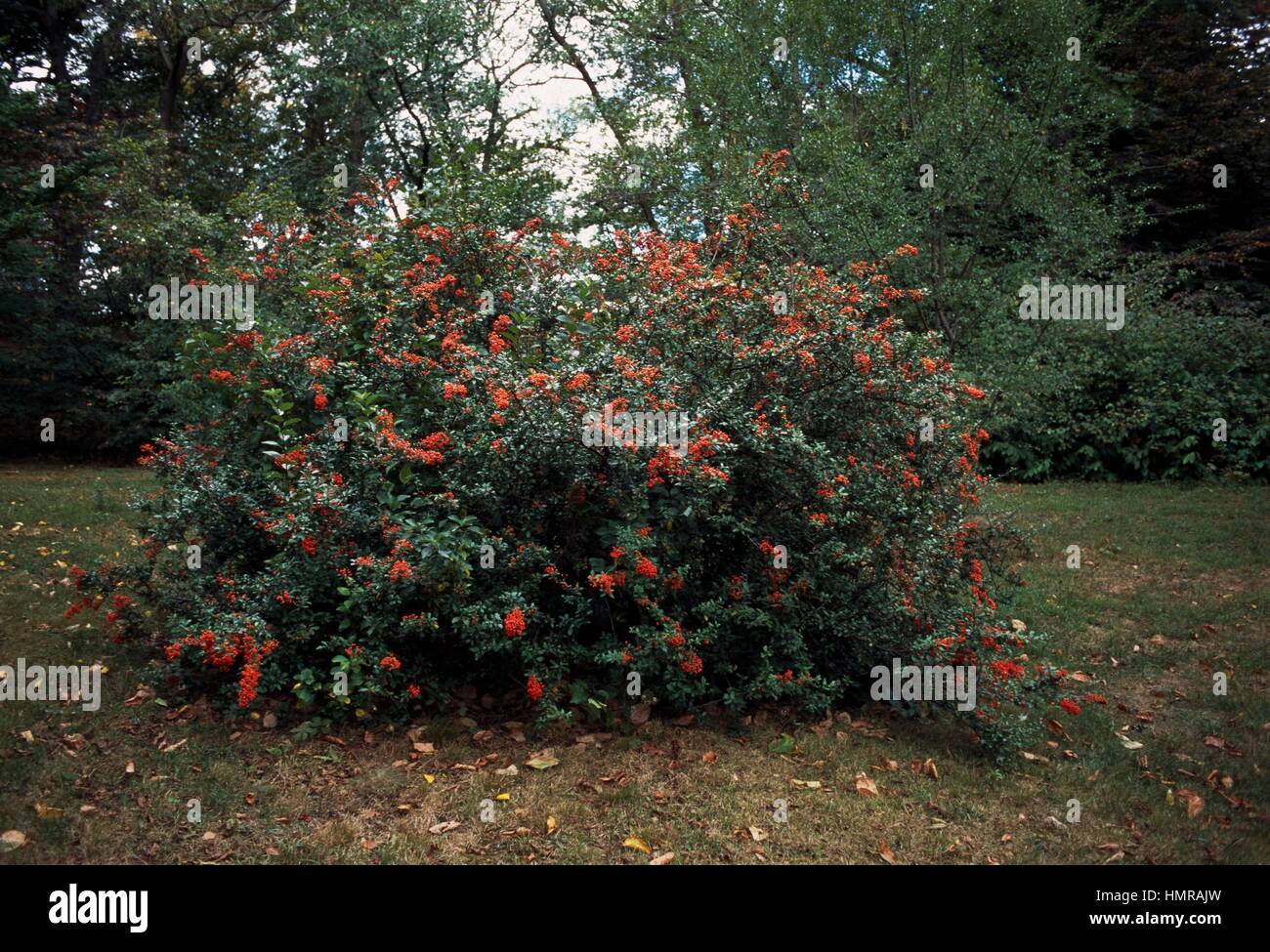 Pyracanth or Firethorn (Pyrachanta coccinea Royal), Rosaceae Stock ...