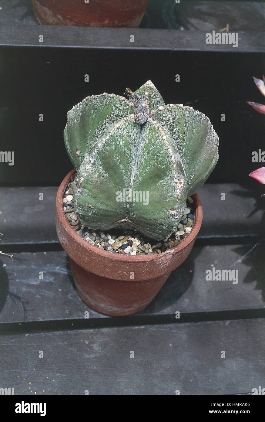 Botany - Cactaceae - Bishop's cap cactus (Astrophytum myriostigma Stock ...