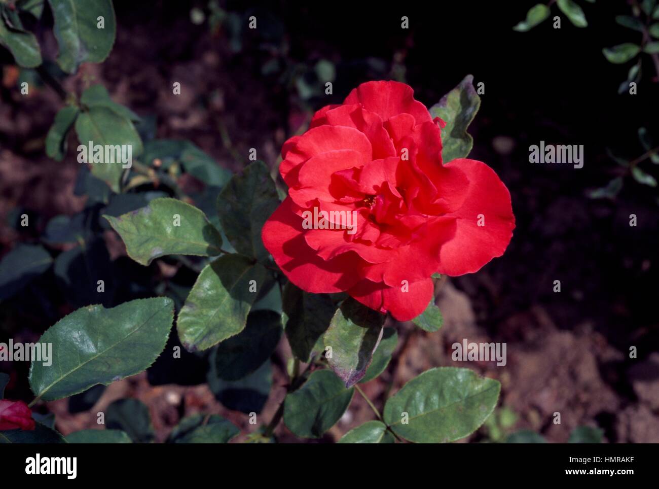 Rose (Rosa Renaissance), Rosaceae Stock Photo - Alamy