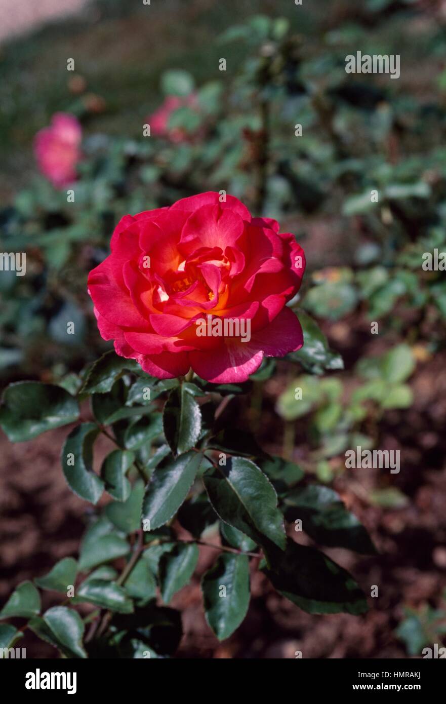Rose (Rosa Caprice), Rosaceae Stock Photo - Alamy