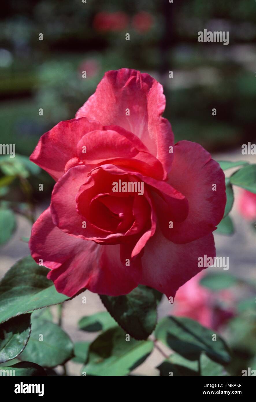 Rose (Rosa Mistraline), Rosaceae Stock Photo - Alamy