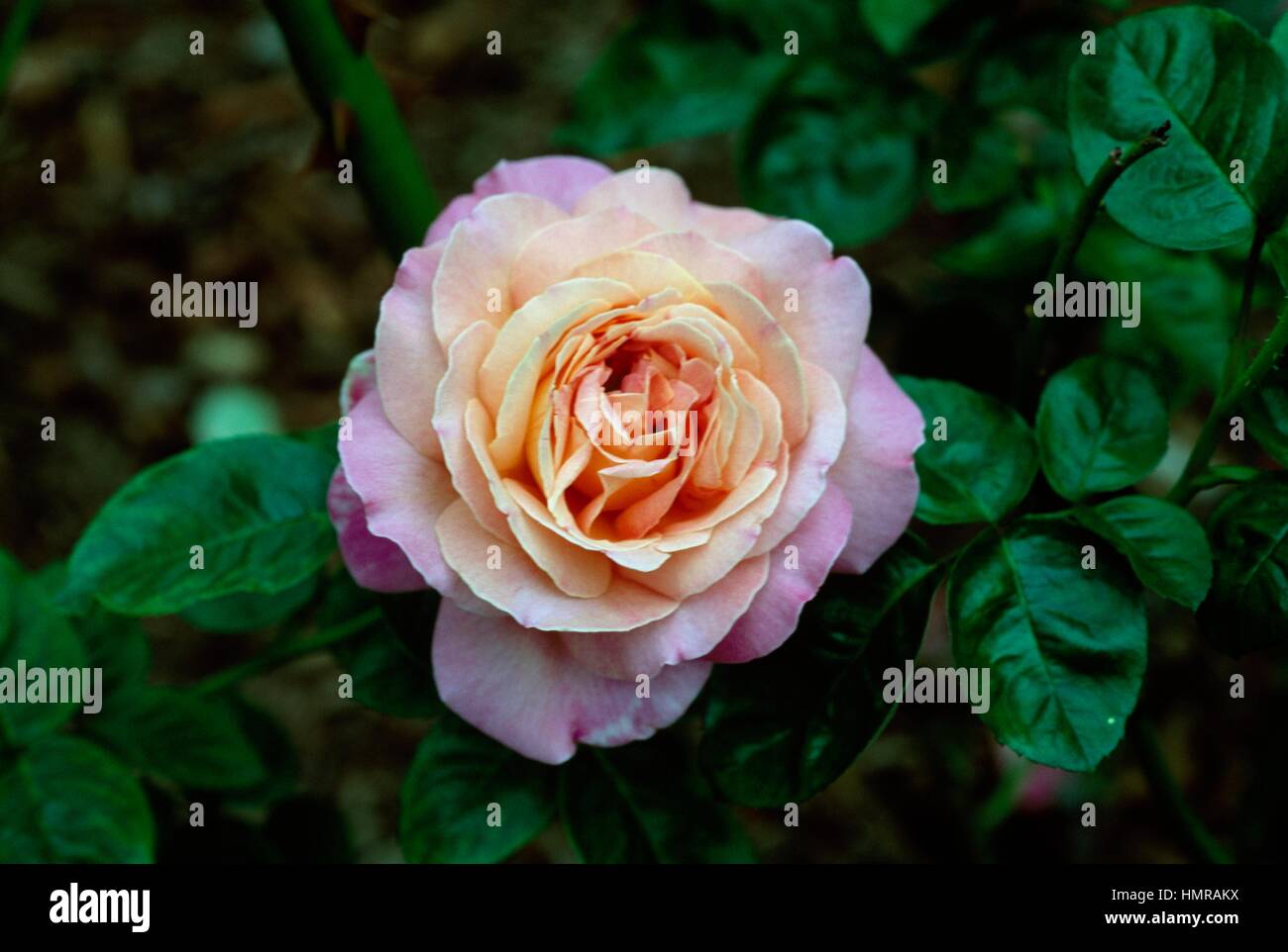 Rose (Rosa Mrs Aaron Ward), Rosaceae Stock Photo - Alamy