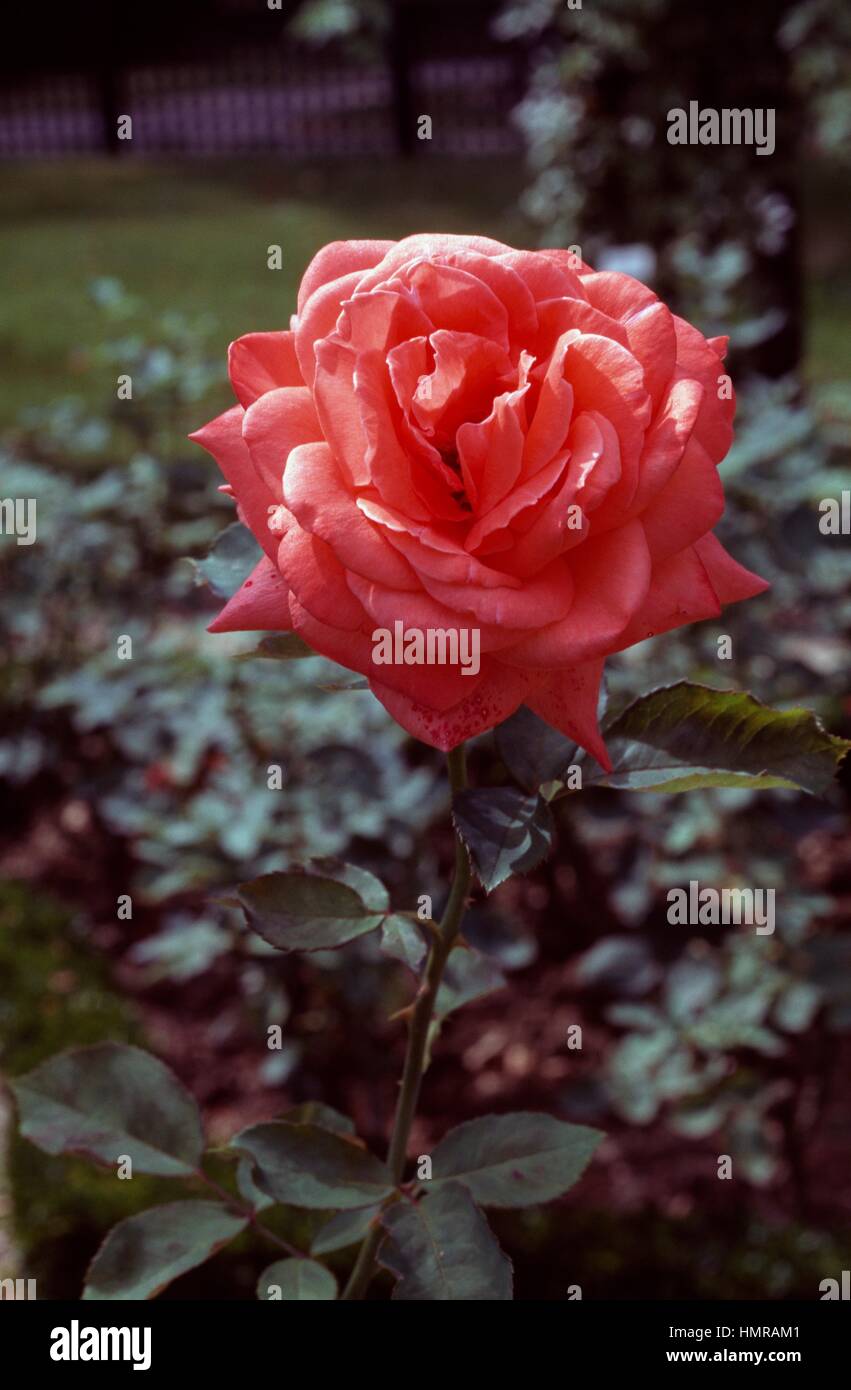 Rose (Rosa Interflora), Rosaceae Stock Photo - Alamy
