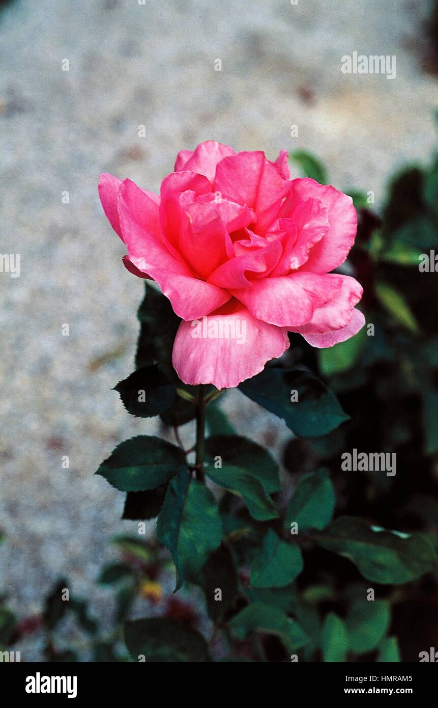 Rose (Rosa Arianna), Rosaceae Stock Photo - Alamy