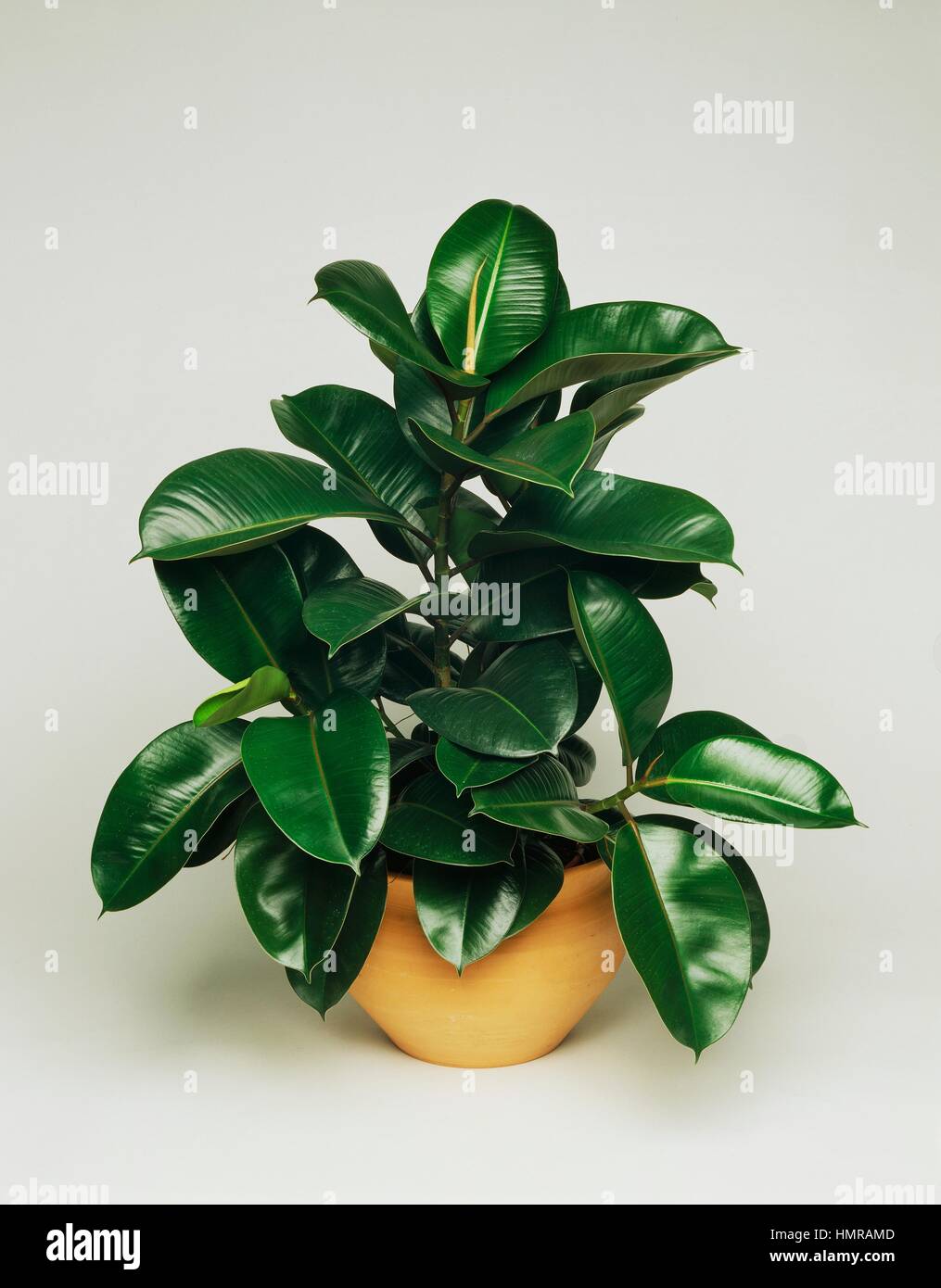 Indian rubber fig or Rubber plant (Ficus elastica robusta), Moraceae ...