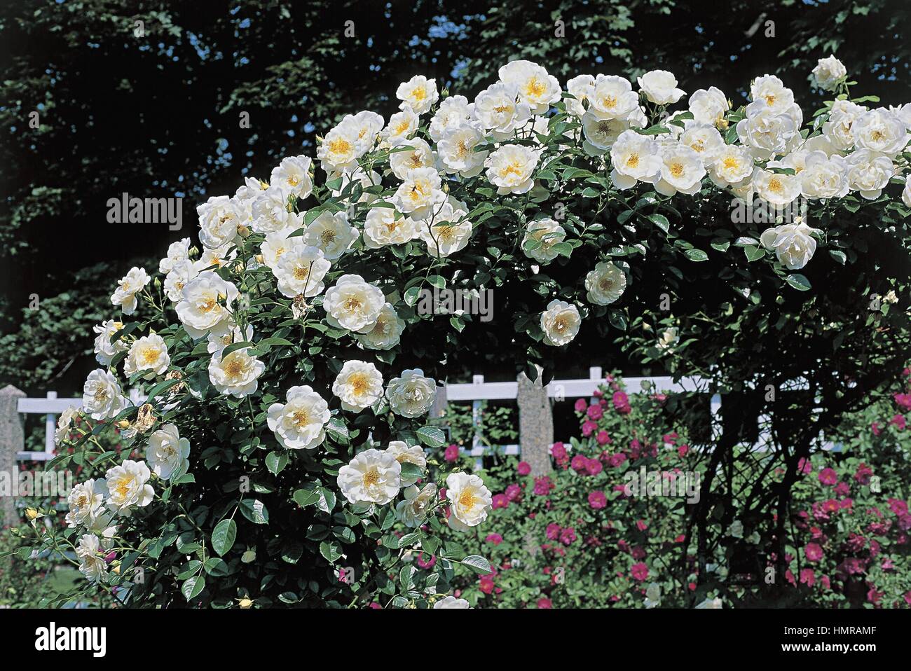 Cecile brunner rose hi-res stock photography and images - Alamy