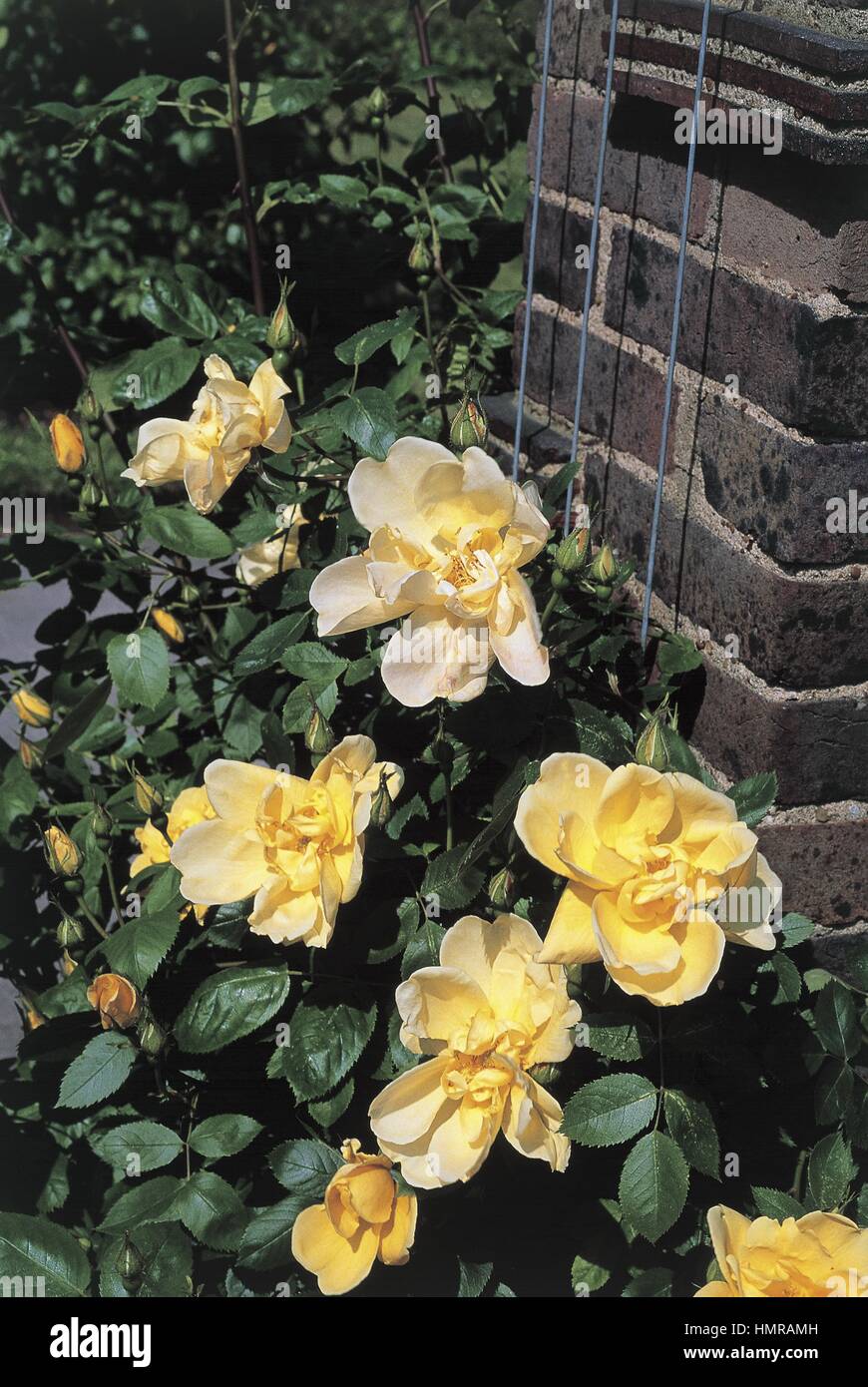 Botany - Rosaceae. Lawrence Johnston Rose Stock Photo - Alamy