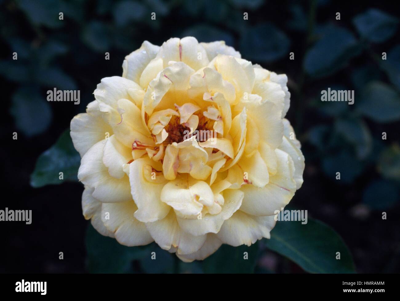 Rosa elinor le grice hi-res stock photography and images - Alamy
