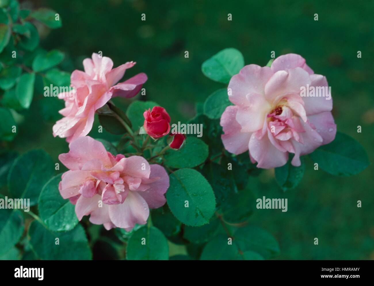 Rose rosa relax decor hi-res stock photography and images - Alamy